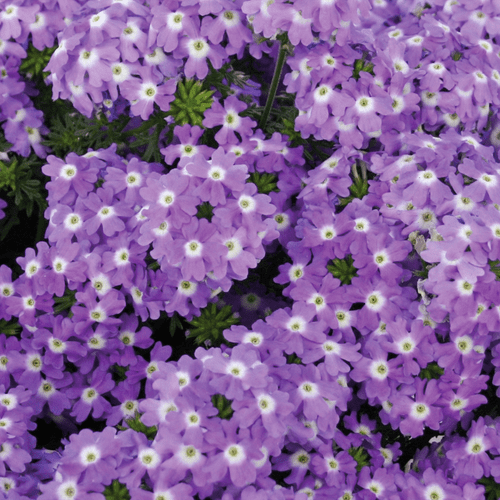 Verbena Vera lavender