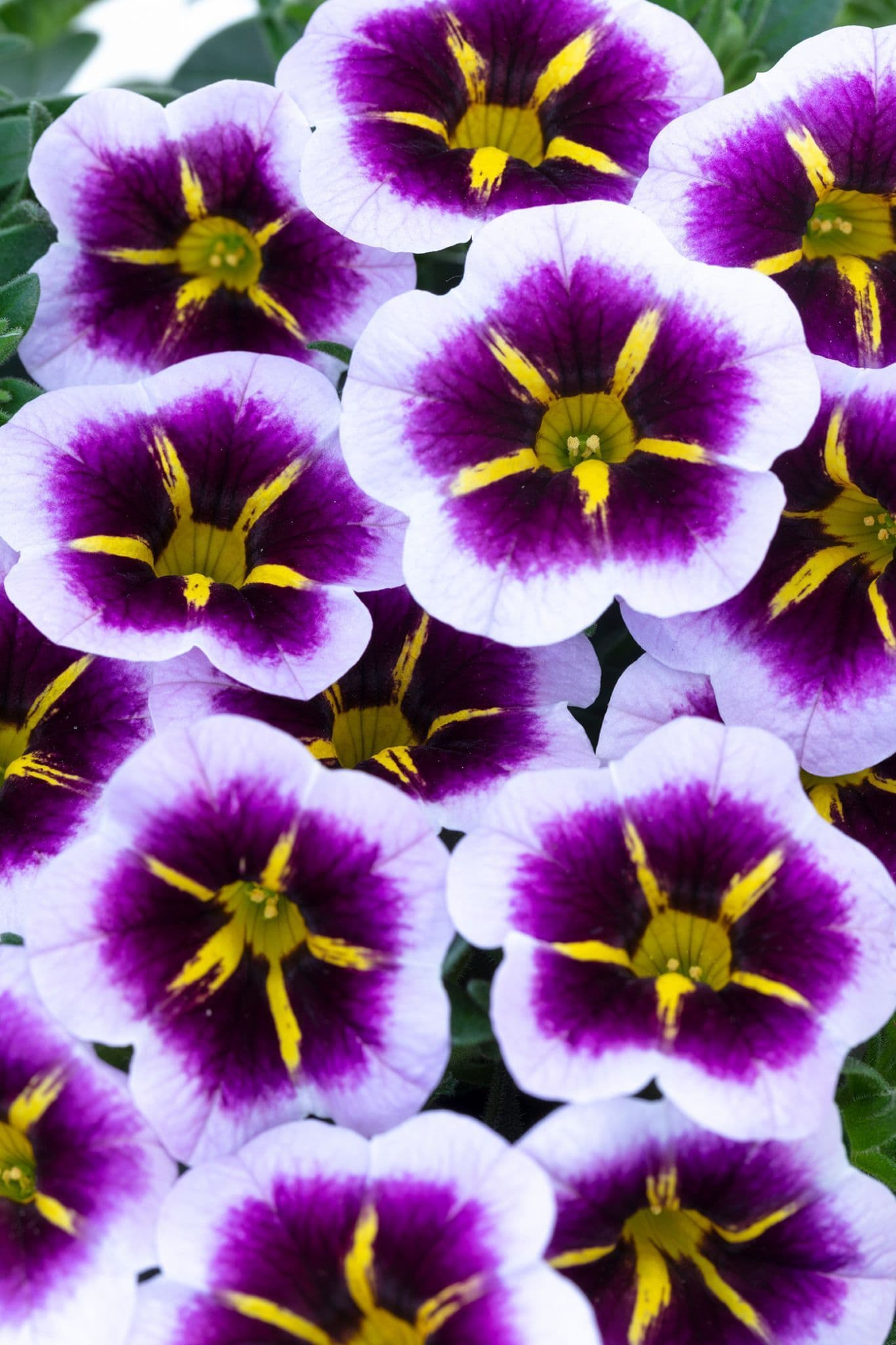 WFL Calibrachoa Calitastic Aubergine Star