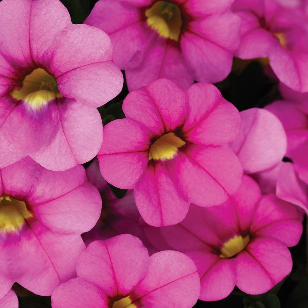 WFL Calibrachoa Calitastic Ballerina