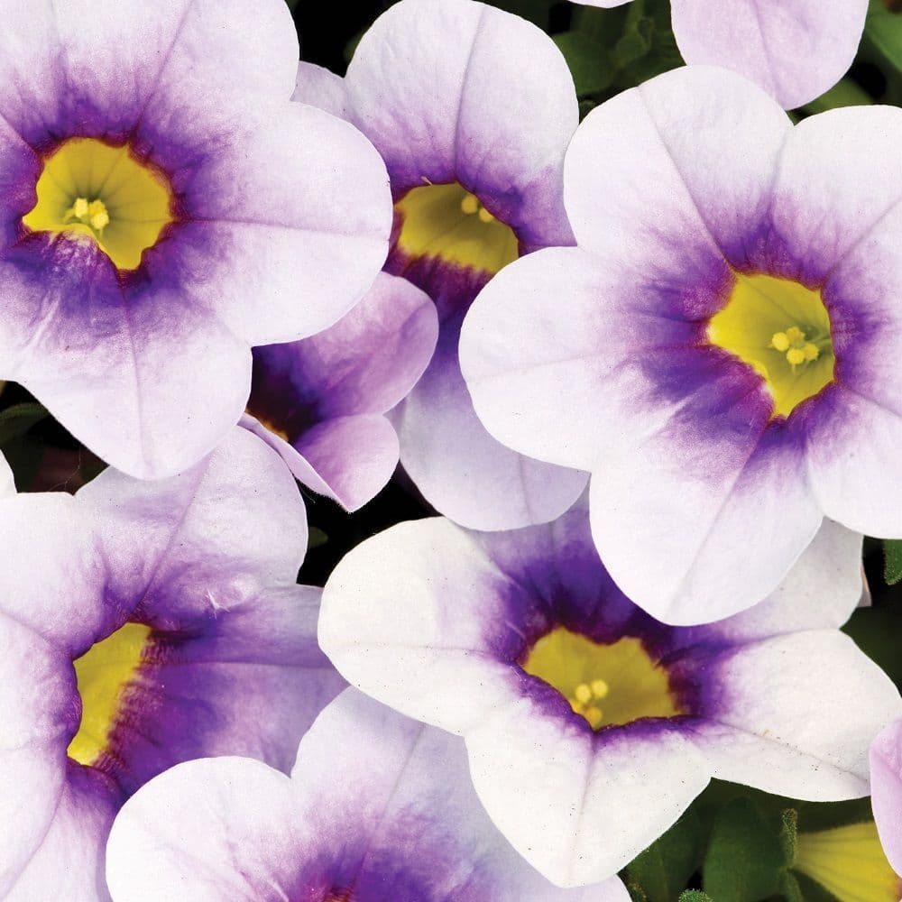 WFL Calibrachoa Calitastic Blue Ice