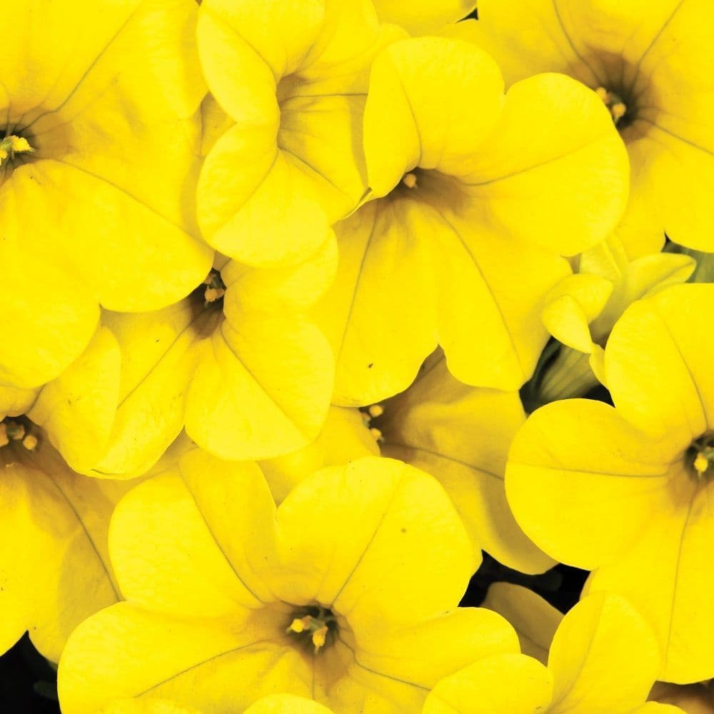 WFL Calibrachoa Calitastic Gold