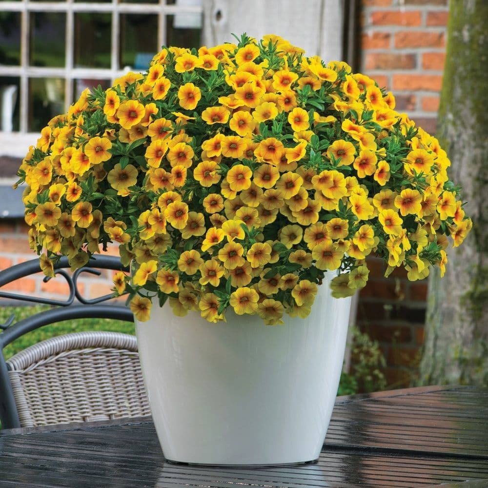 WFL Calibrachoa Calitastic Mango