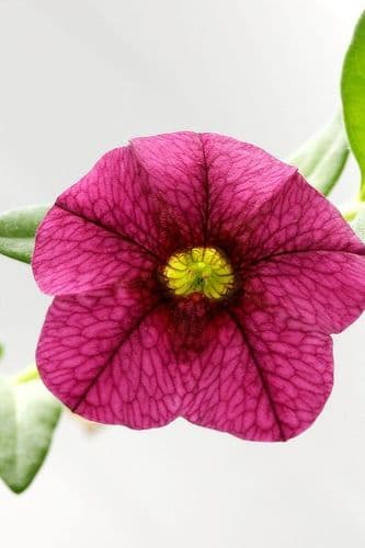 WFL Calibrachoa Calitastic Raspberry