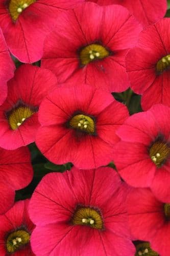 WFL Calibrachoa Calitastic Red Lips