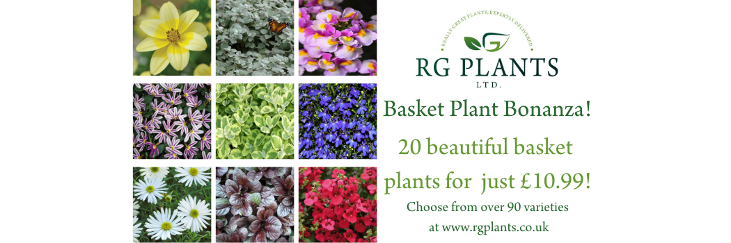 RG Plants/Fuchsia/Hanging Basket Plants/Bedding Plants/Perennials