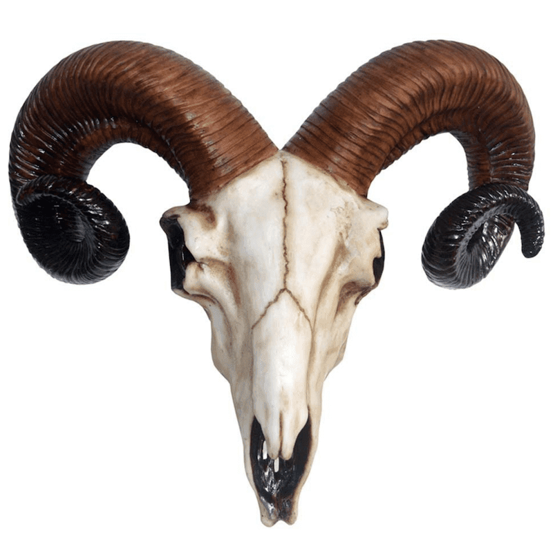 Rams Skull Wall Hanging Ornament | Nemesis Now Skull Ornament Westwood ...