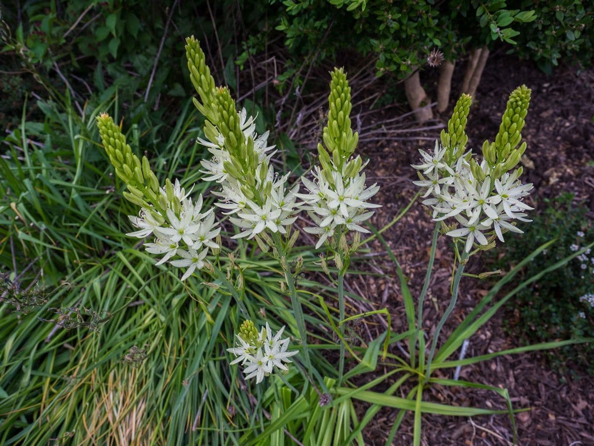 1 Litre Potted Camassia Leichtlinii Alba Bulbs White Garden Summer ...