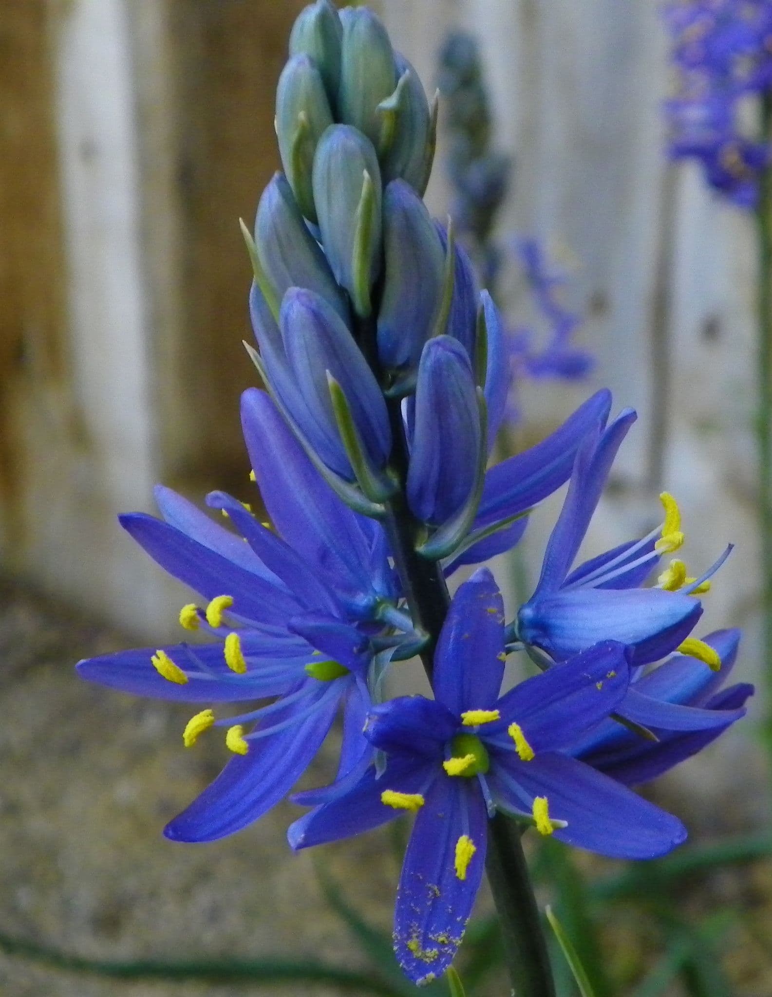 1 Litre Potted Camassia Quamash Bulbs Esculenta Blue Garden Summer ...