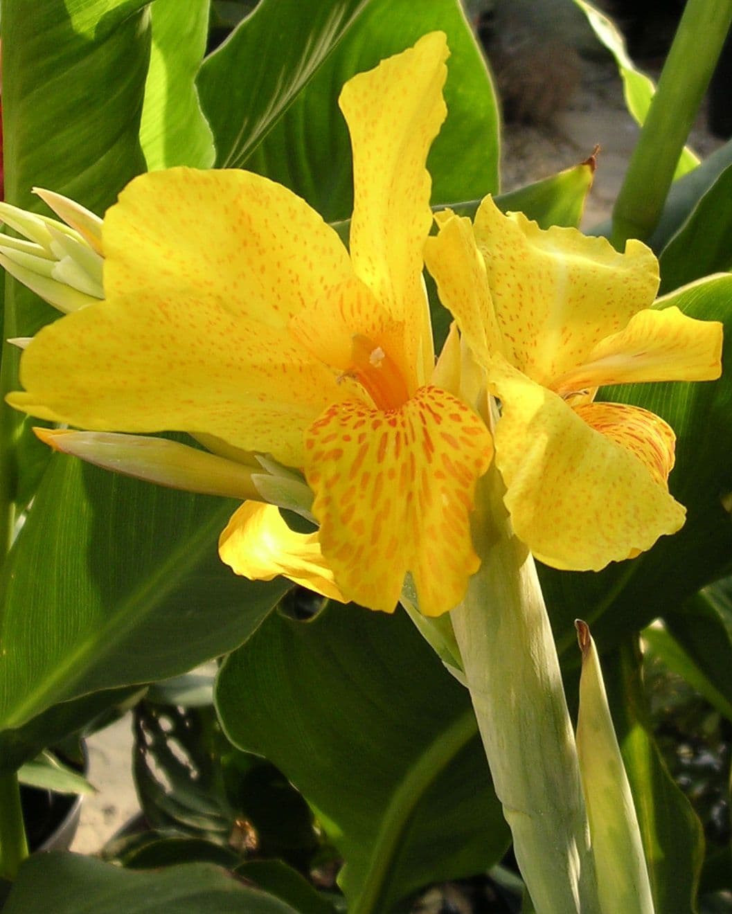 1 LITRE POTTED CANNA LILY CABALLERO YELLOW