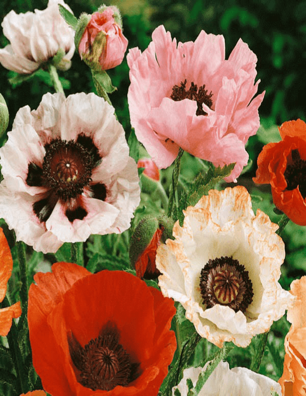 1 LITRE POTTED PAPAVER ORIENTAL MIX ORIENTAL POPPY