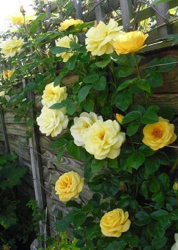 2 LITRE POTTED CLIMBING ROSE ARTHUR BELL