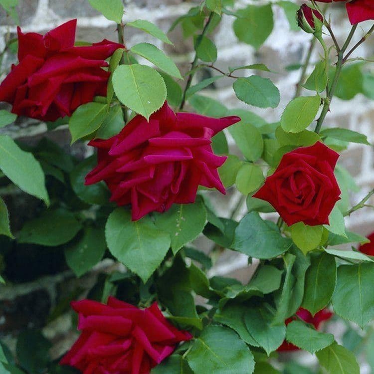 2 LITRE POTTED CLIMBING ROSE ENA HARKNESS