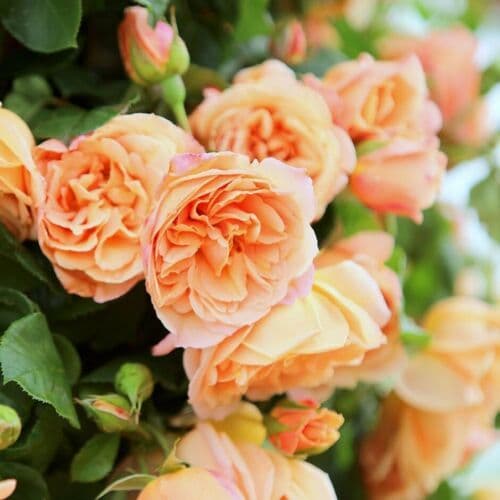 2 LITRE POTTED CLIMBING ROSE SCHOOL GIRL