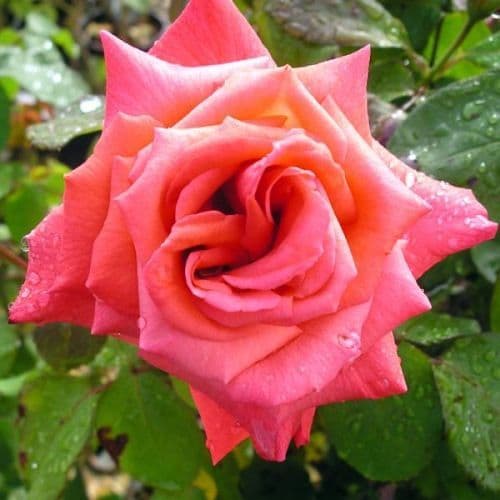 2 LITRE POTTED HYBRID TEA ROSE MISCHIEF