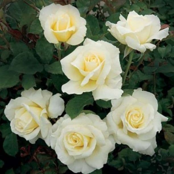 2 LITRE POTTED HYBRID TEA ROSE PASCALI