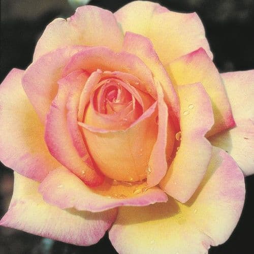 2 LITRE POTTED HYBRID TEA ROSE PEACE