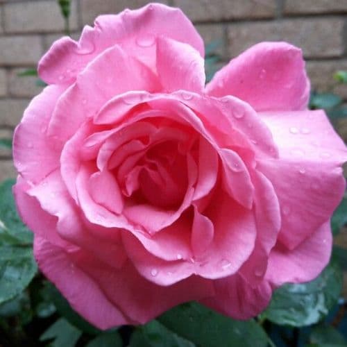 2 LITRE POTTED HYBRID TEA ROSE PRIMA BALLERINA