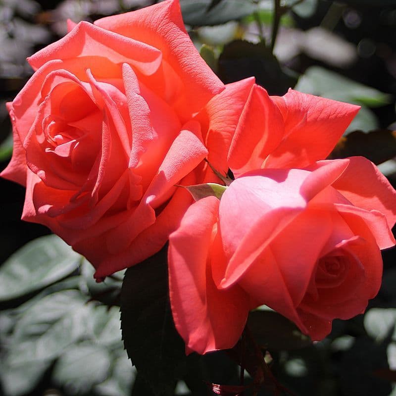 2 LITRE POTTED HYBRID TEA ROSE SUPER STAR