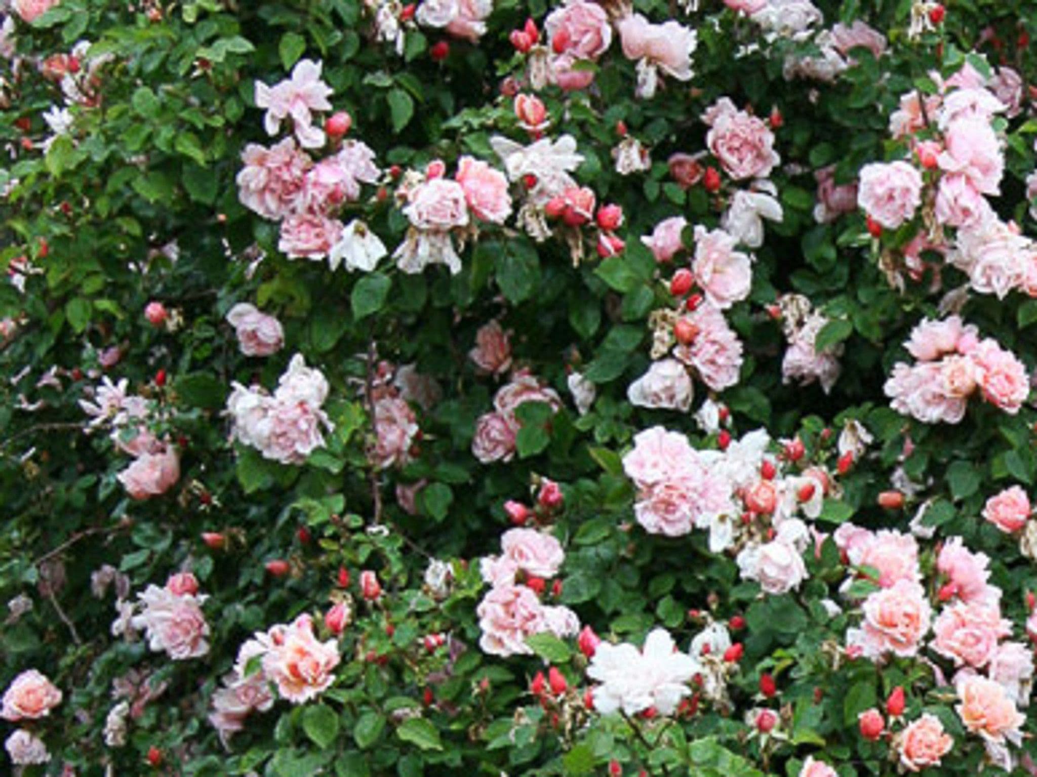 2 LITRE POTTED RAMBLING ROSE ALBERTINE