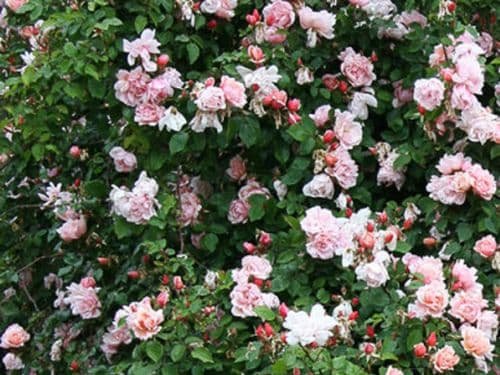 2 LITRE POTTED RAMBLING ROSE ALBERTINE