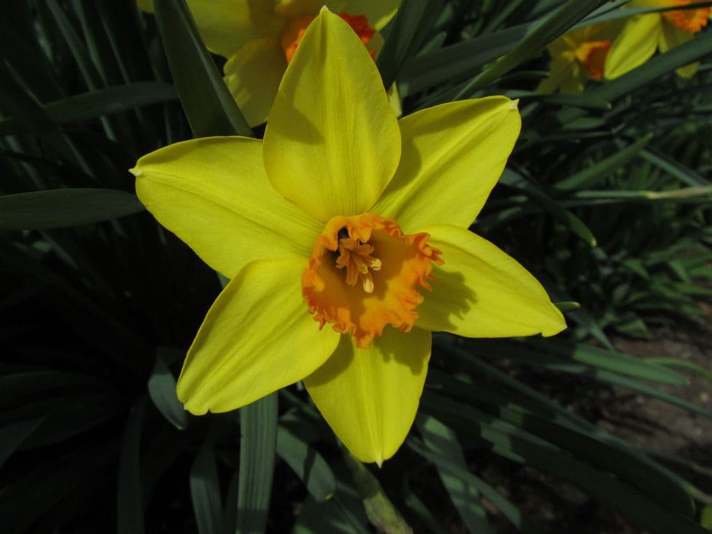 20 kg RED DEVON LARGE CUPPED DAFFODIL