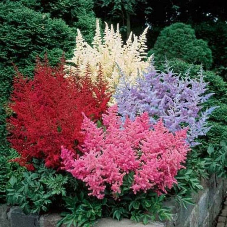 3 ASTILBE MIXED