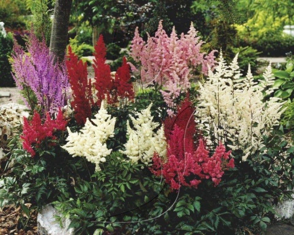3 ASTILBE MIXED