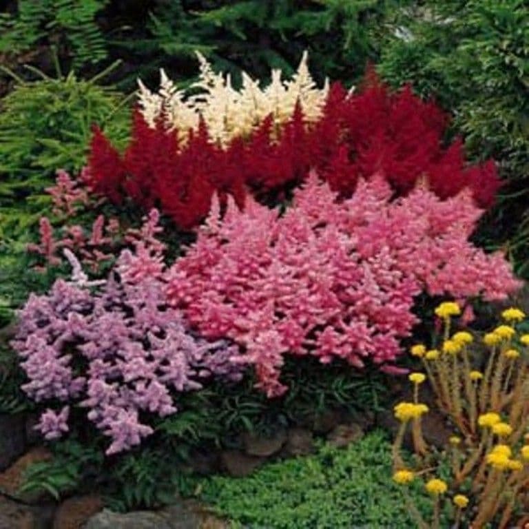 3 ASTILBE MIXED