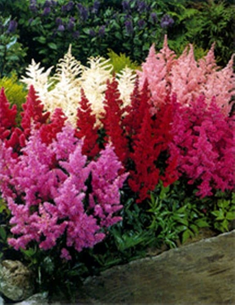 3 ASTILBE MIXED