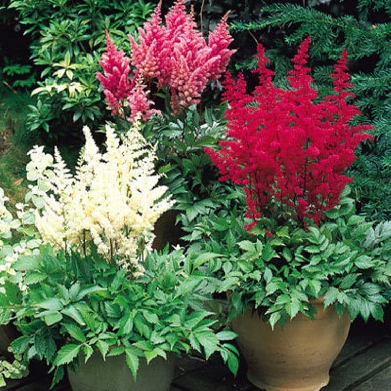 3 ASTILBE MIXED