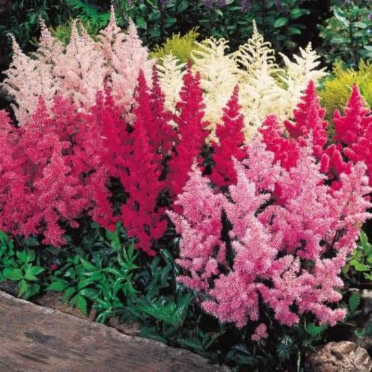 3 ASTILBE MIXED