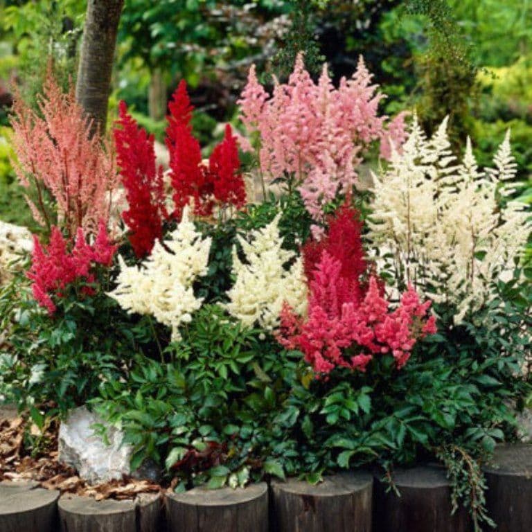 4 ASTILBE MIXED