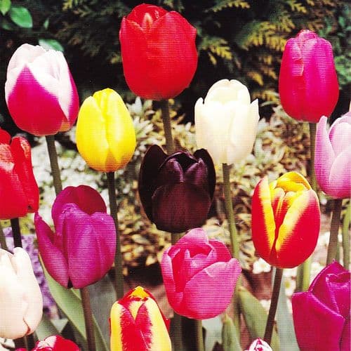 50 - 1000 MIXED TALL TULIP DARWIN HYBRID TULIPS