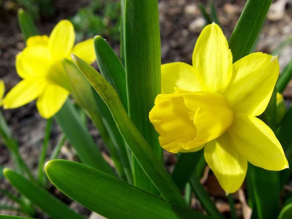 9 cm POT TETE A TETE NARCISSUS Miniature Daffodil/Narcissi