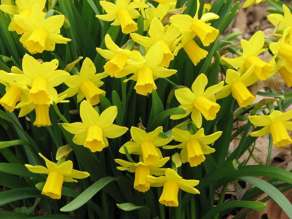 9 cm POT TETE A TETE NARCISSUS Miniature Daffodil/Narcissi