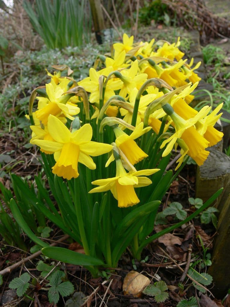 9 cm POT TETE A TETE NARCISSUS Miniature Daffodil/Narcissi