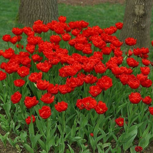 ABBA DOUBLE EARLY TULIPS