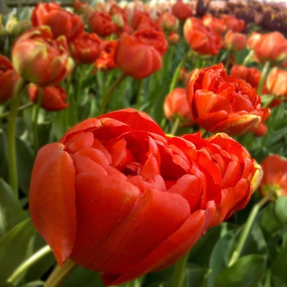 ABBA DOUBLE EARLY TULIPS