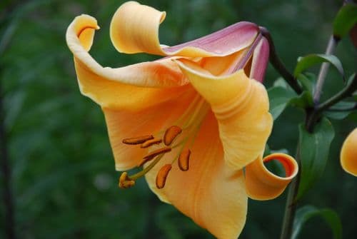 AFRICAN QUEEN TRUMPET LILY