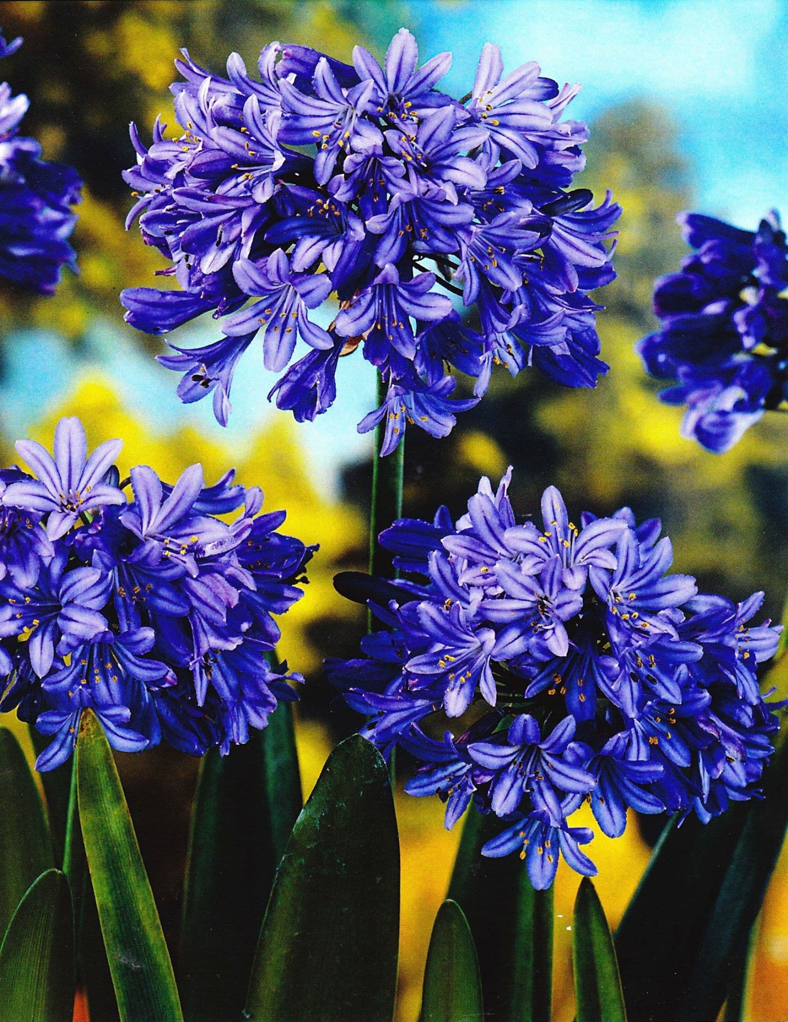 Agapanthus Africanus Agapanthus Africanus 'Neverland' Lily Of The Nile