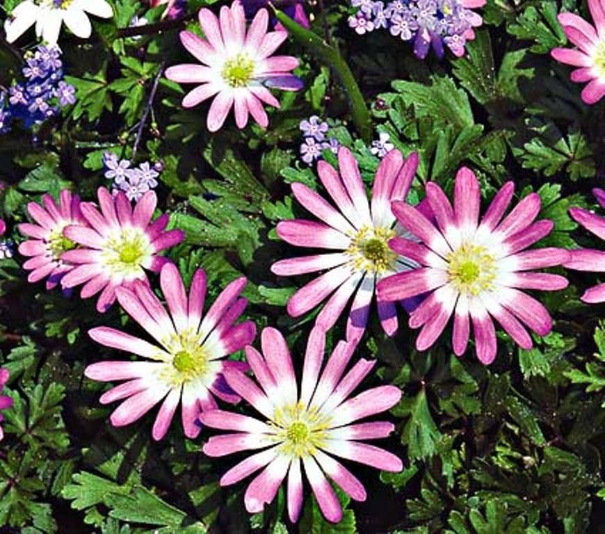Anemone Blanda-Pink Star