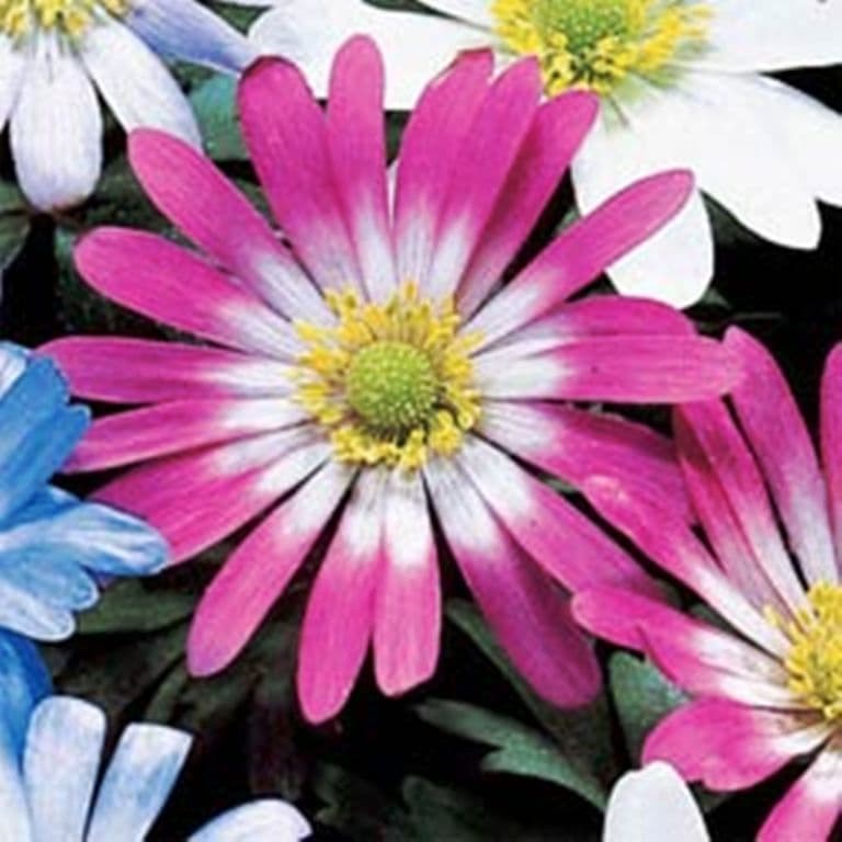 Anemone Blanda-Pink Star