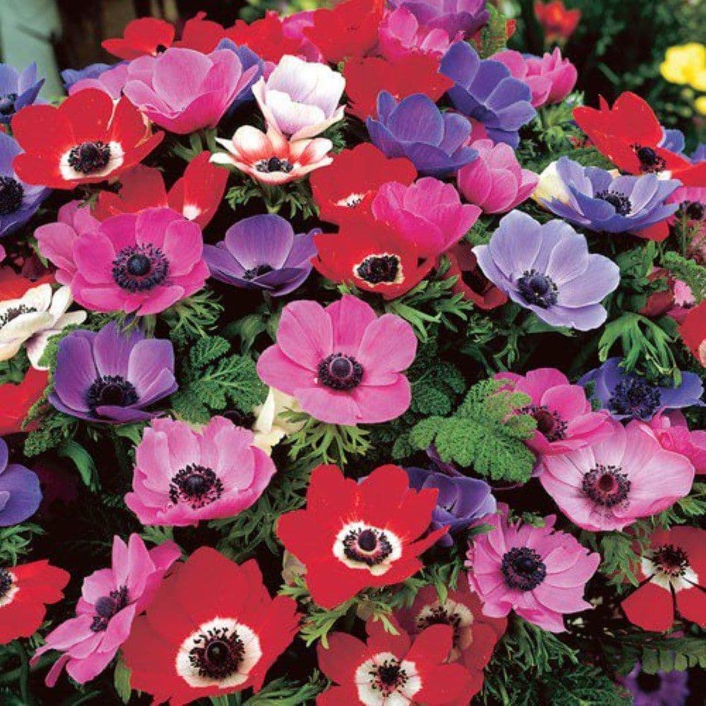 Anemone De Caen Mixed Colours Anemone De Caen Mixed Colours