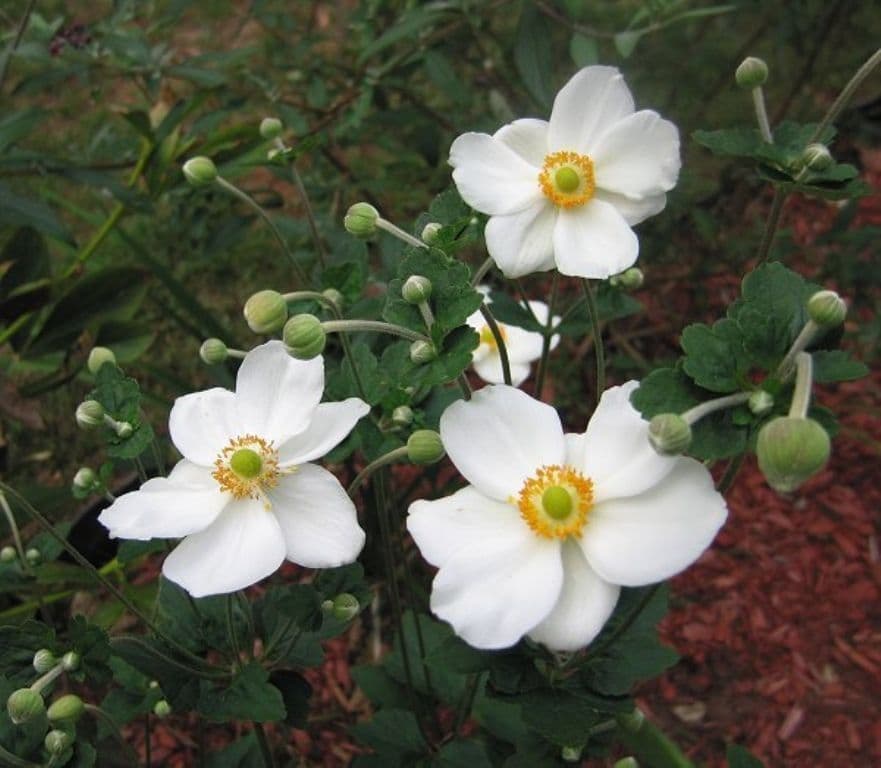 ANEMONE HYBRIDA HONORINE JOBERT