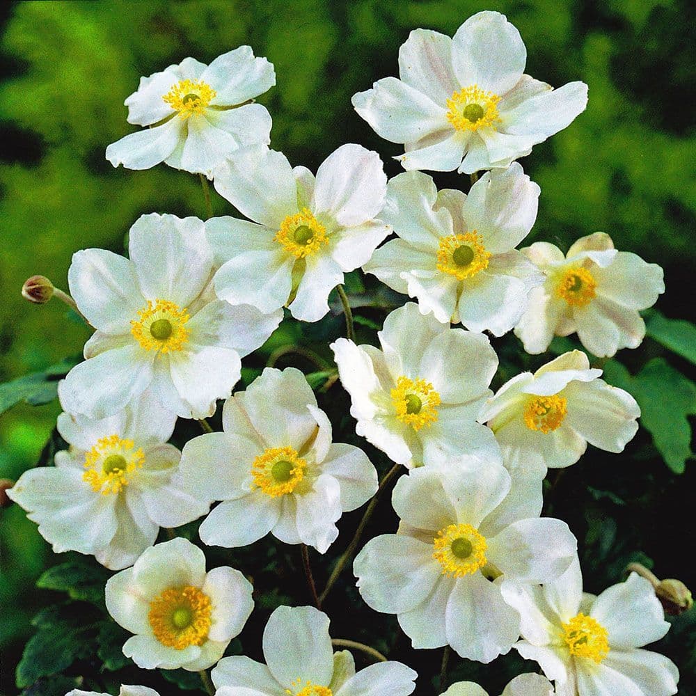 ANEMONE HYBRIDA HONORINE JOBERT