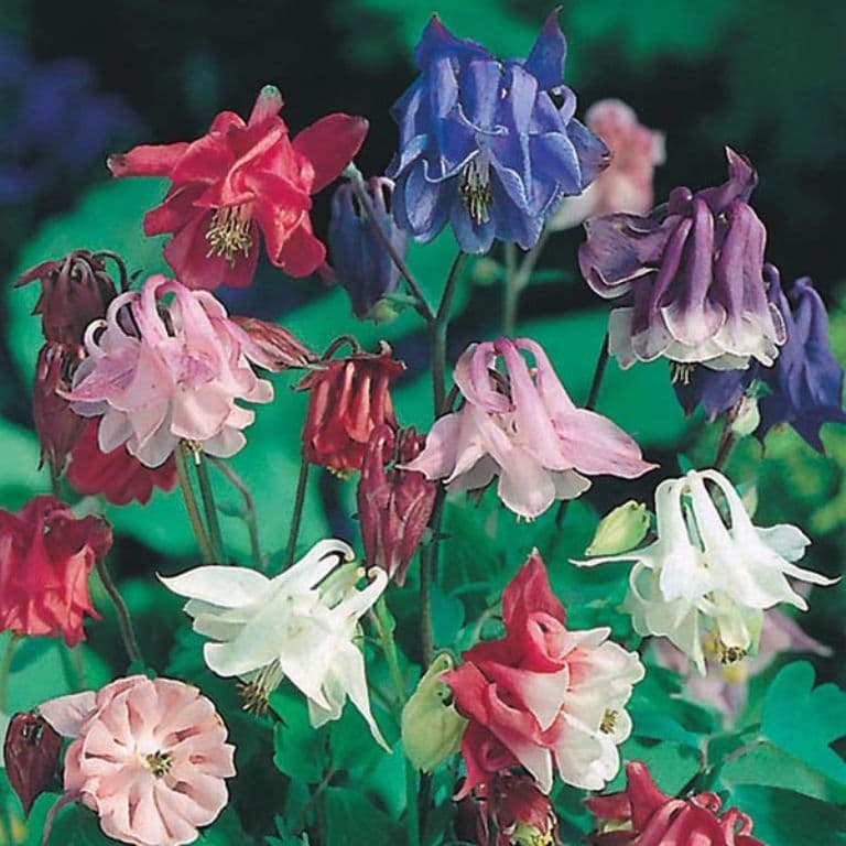 AQUILEGIA MCKANA HYBRIDS