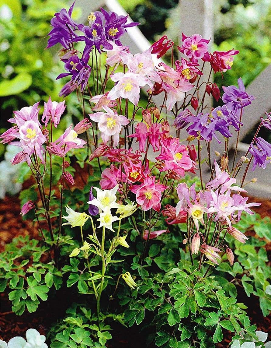 AQUILEGIA MCKANA HYBRIDS
