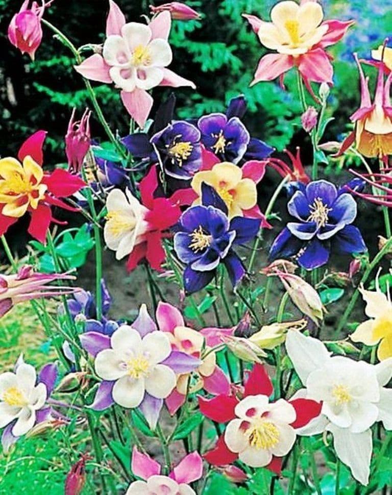 AQUILEGIA MCKANA HYBRIDS