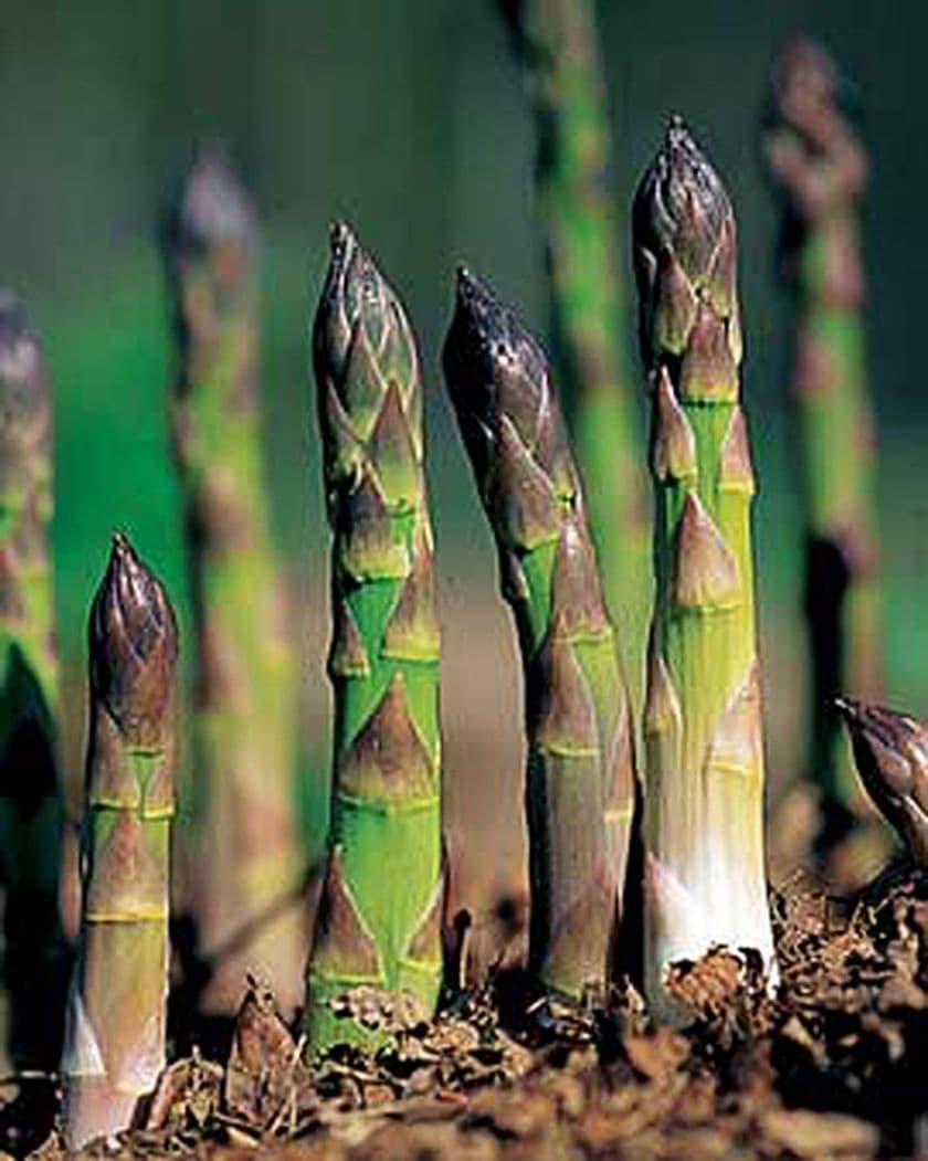 ARIANE ASPARAGUS CROWNS