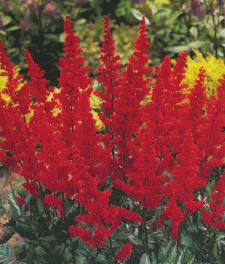 ASTILBE FANAL